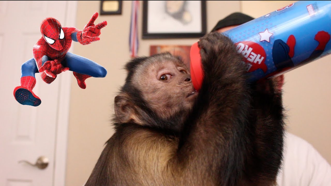 Monkey Spiderman Cup & Tweets! (SMART MONKEY) - YouTube