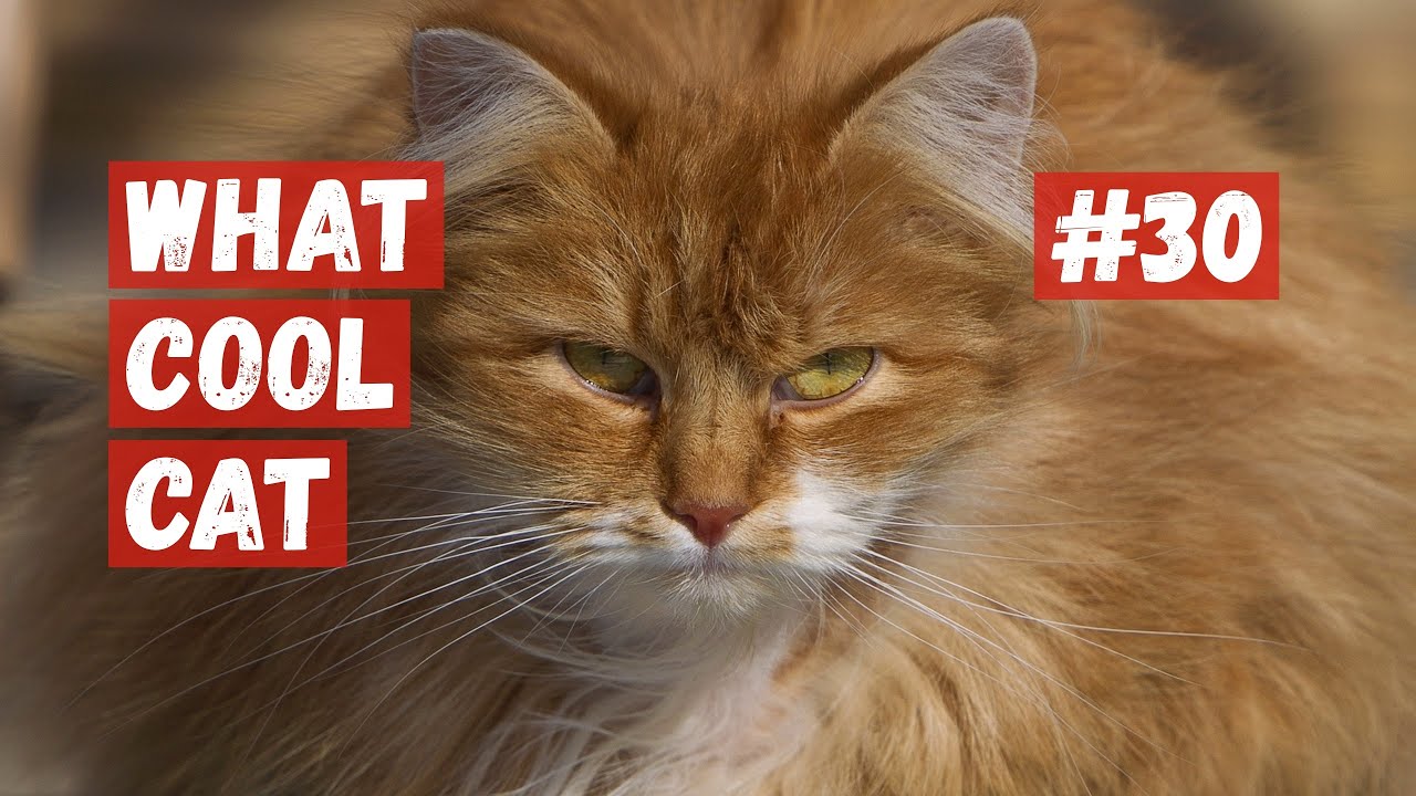 What Cool Cat - Compilation #30 Cool Cats. - YouTube