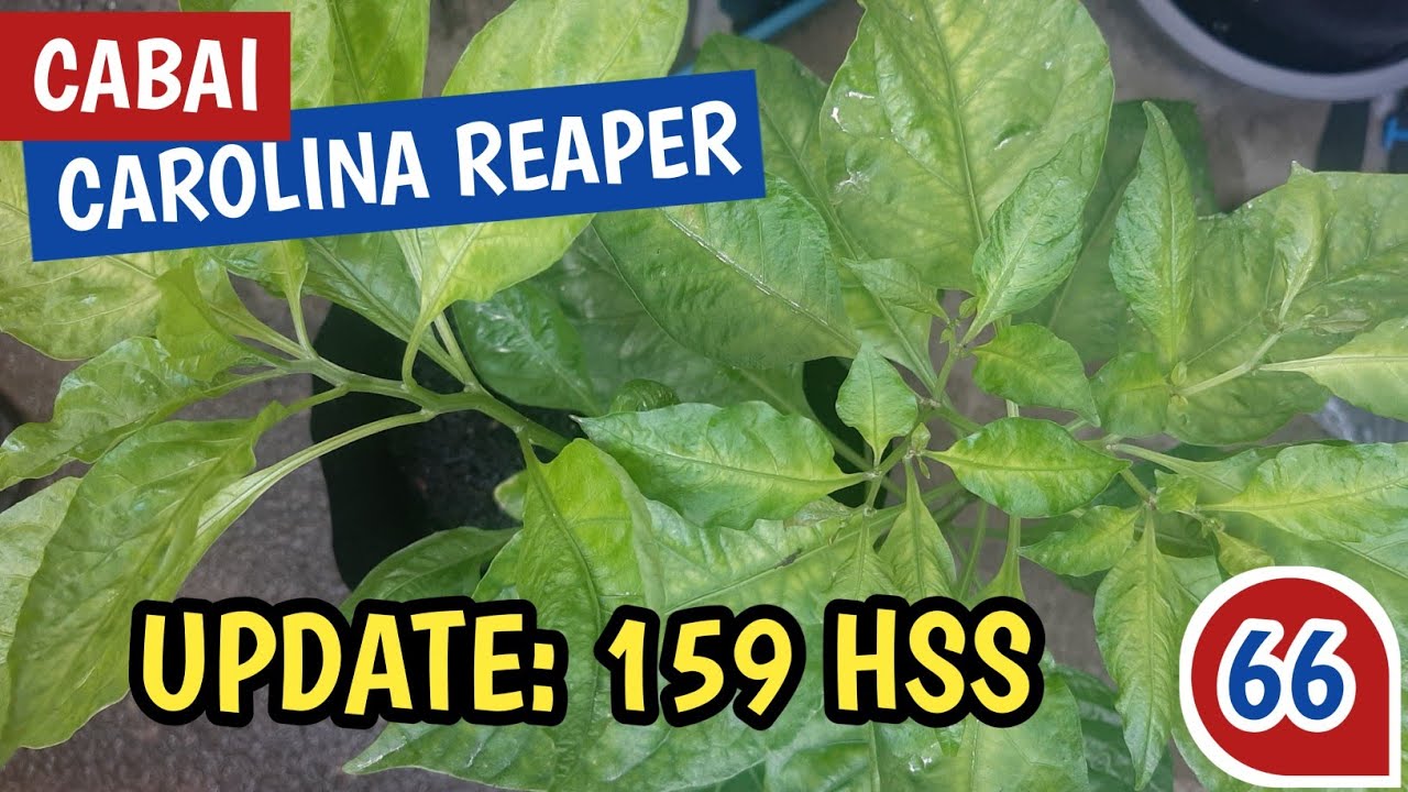 Eps 66 : Cara Menanam Cabe Carolina Reaper Series Red 🔥 UPDATE 159 HSS ...