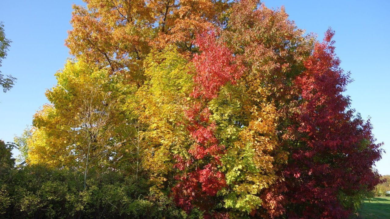 Podzimní krajina 2022 podzimní krajina nádherné zbarvené stromy ...