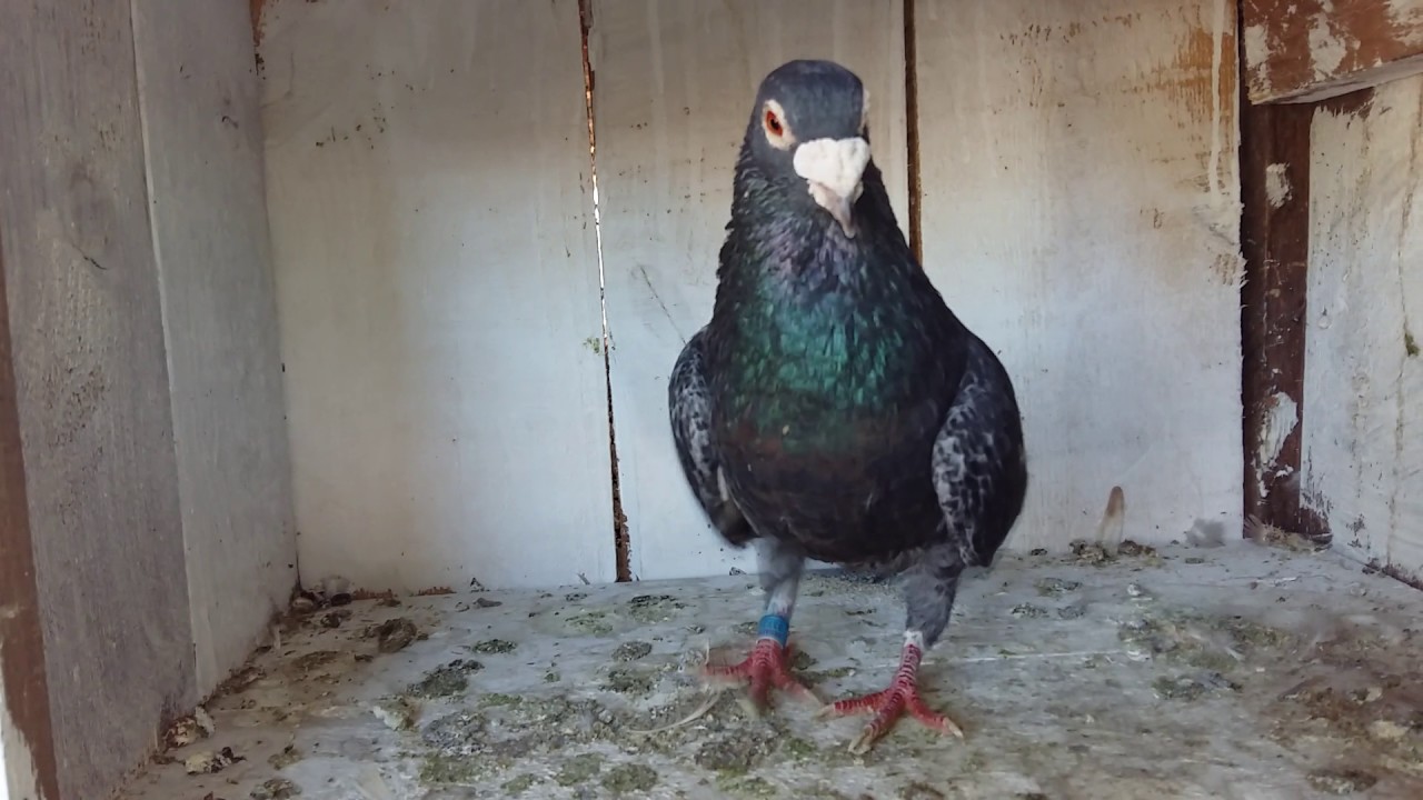 Posta galambok nemet - YouTube