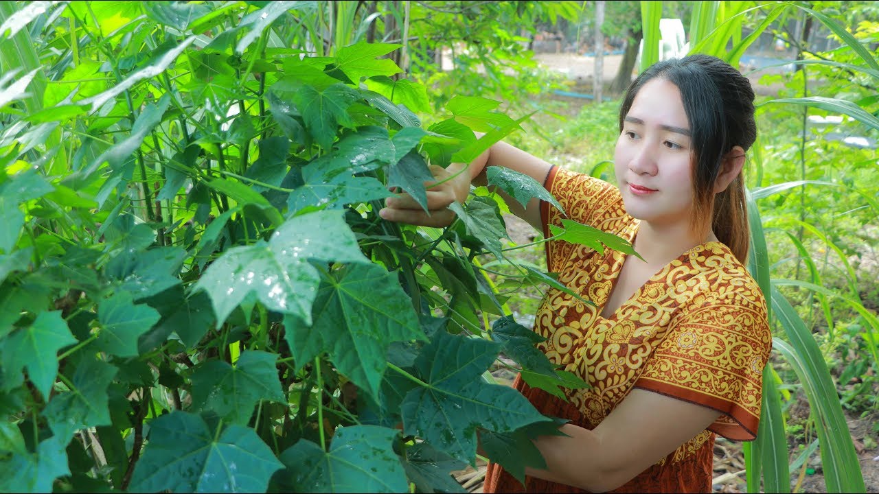 Yummy Chaya Stir Fry Recipe - Pick Chaya For Cooking - Cooking With ...