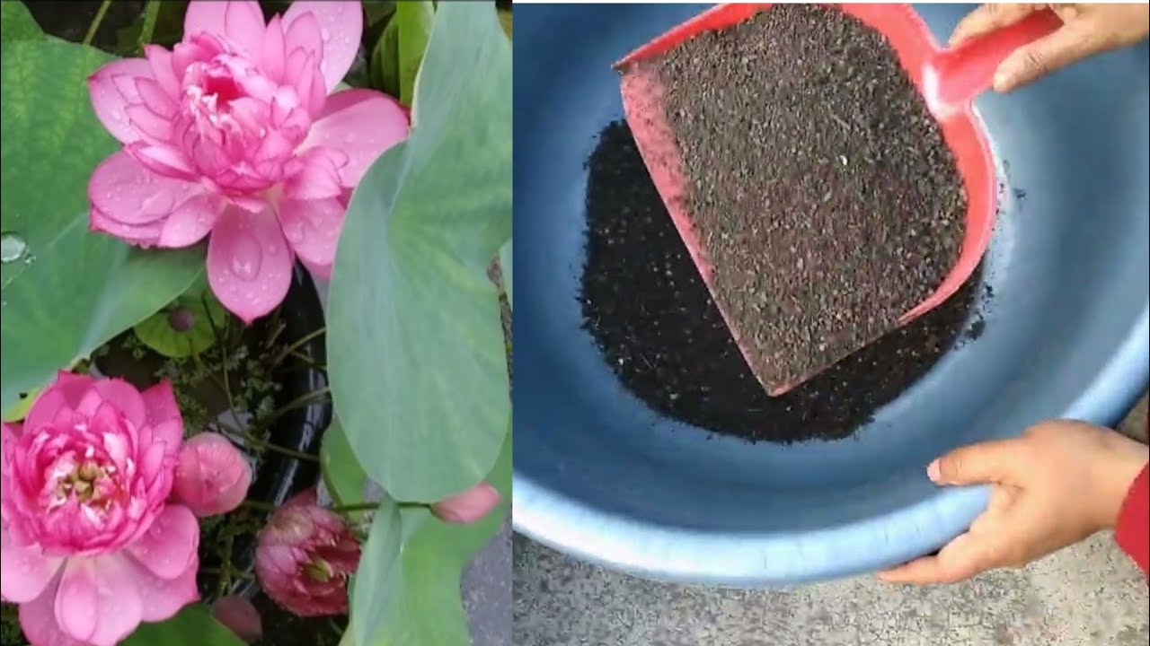 পদ্মের গামলার মাটি প্রস্তত ও টিউবার প্রতিস্থাপন | How To Ready Lotus ...