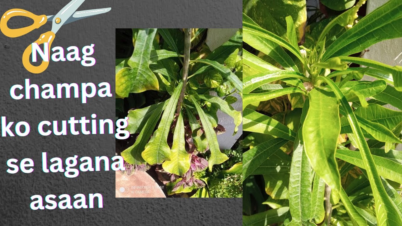 plumeria cutting propagation, How do you root plumeria cuttings, # ...