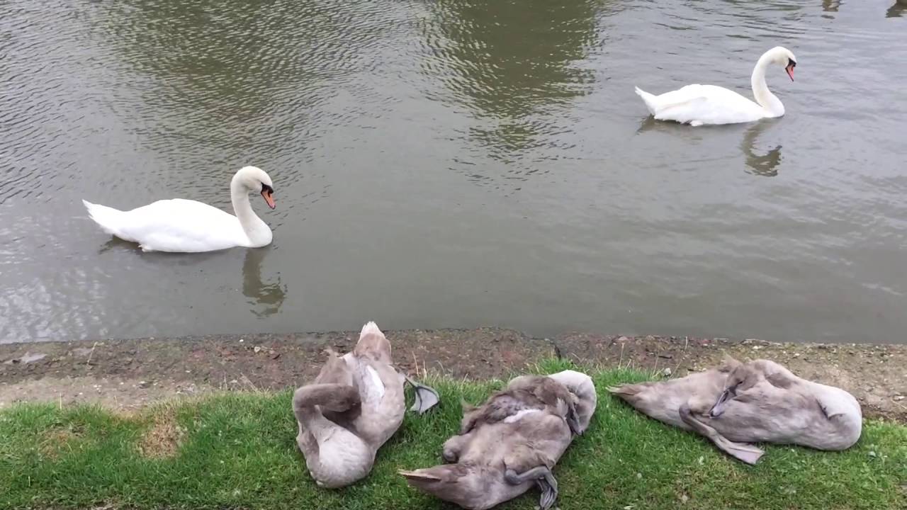 Swanlings on the canal bank near Tescos On the Emscote Road, Warwick ...