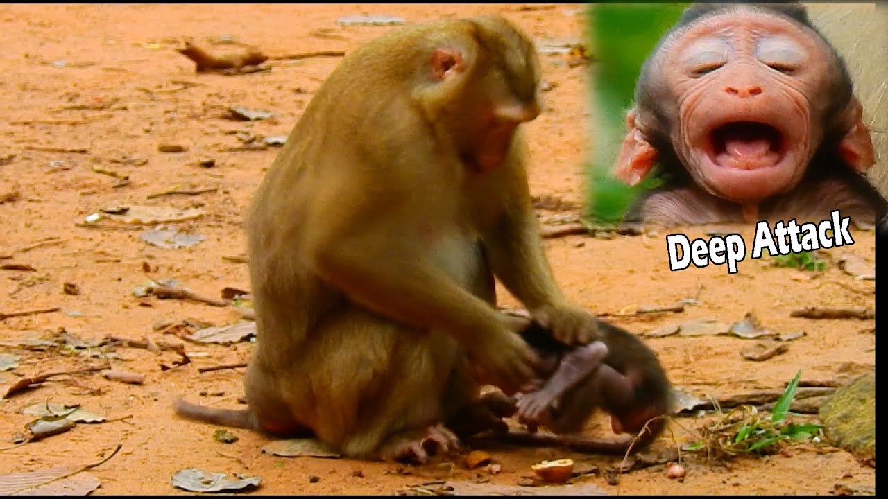 Baby Monkey Jinx Cries Seizure Become Coma Bonita Attack And Stair Neck ...