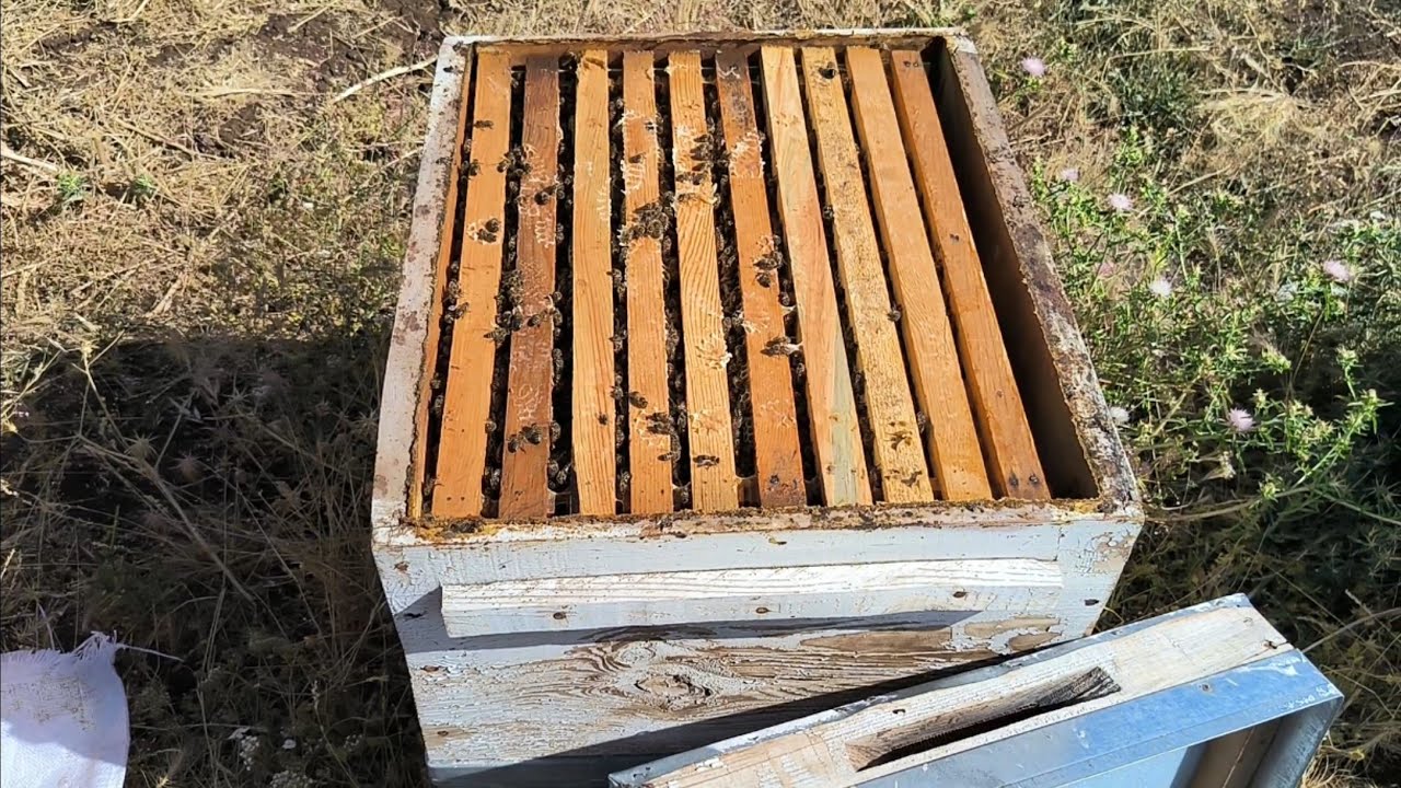 ARILAR BEYAZ PETEKLERDEN BALI SÖKMESİN.SON BAL AKIMINDA İKİNCİ KAT ...