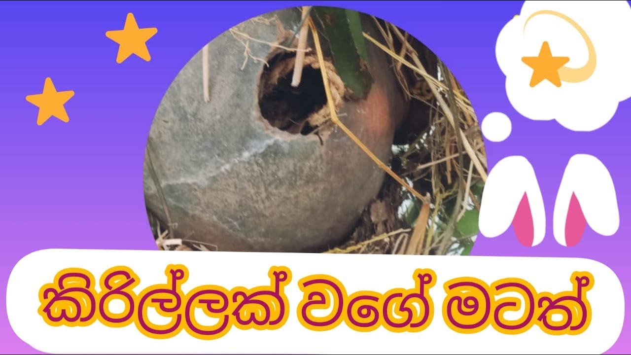 Gekurulla l l sparrow l l home bird l Plants Lanka l l Plants lanka ...