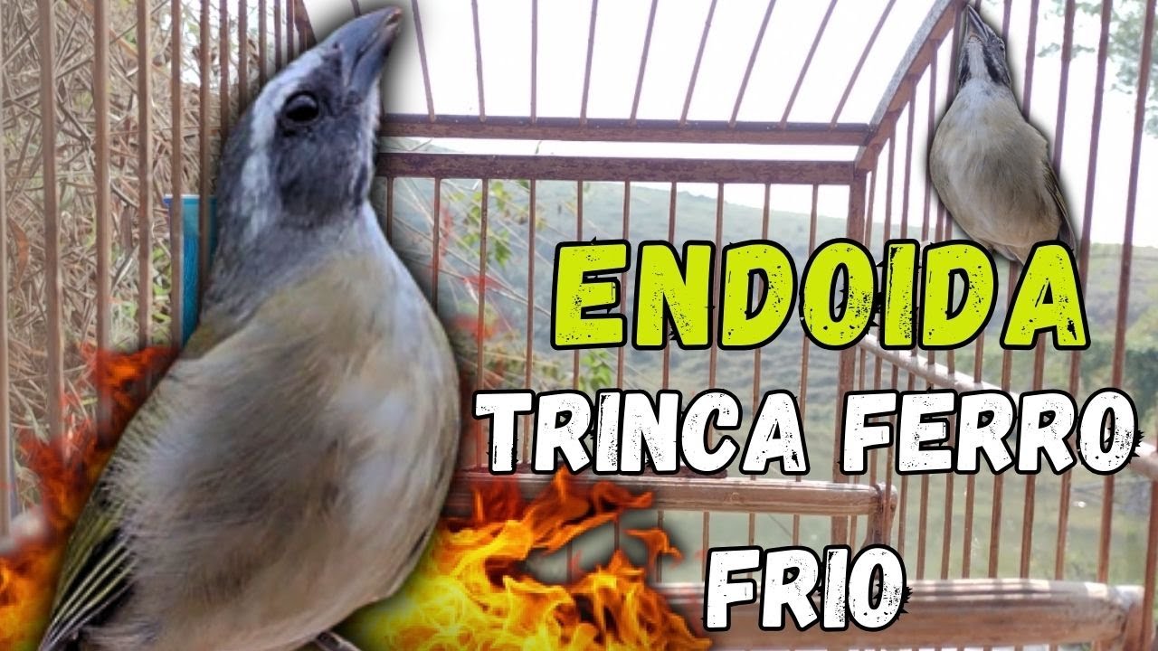 O MELHOR VÍDEO PARA ESQUENTAR TRINCA FERRO 🟢COM TRINCA FERRO CANTANDO🟢 ...