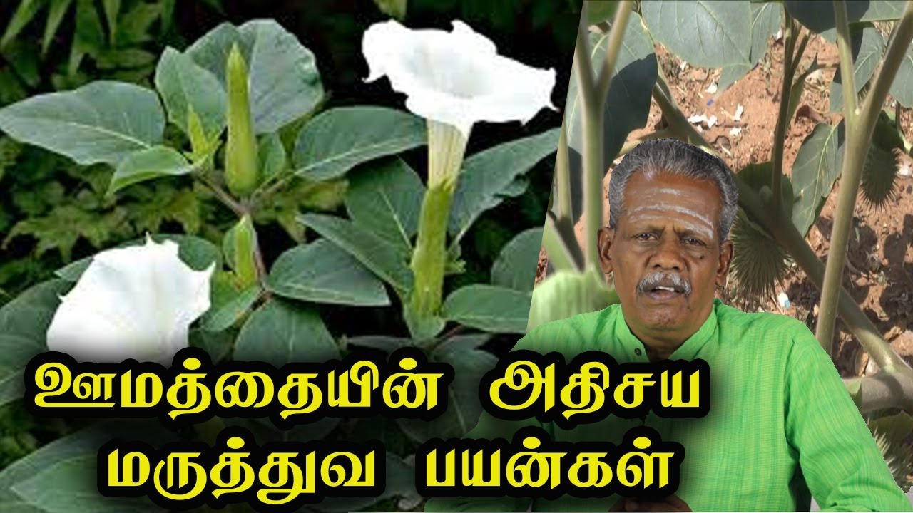 ஊமத்தையின் அதிசய மருத்துவ பயன்கள் | Datura Metel Health Benefits in ...