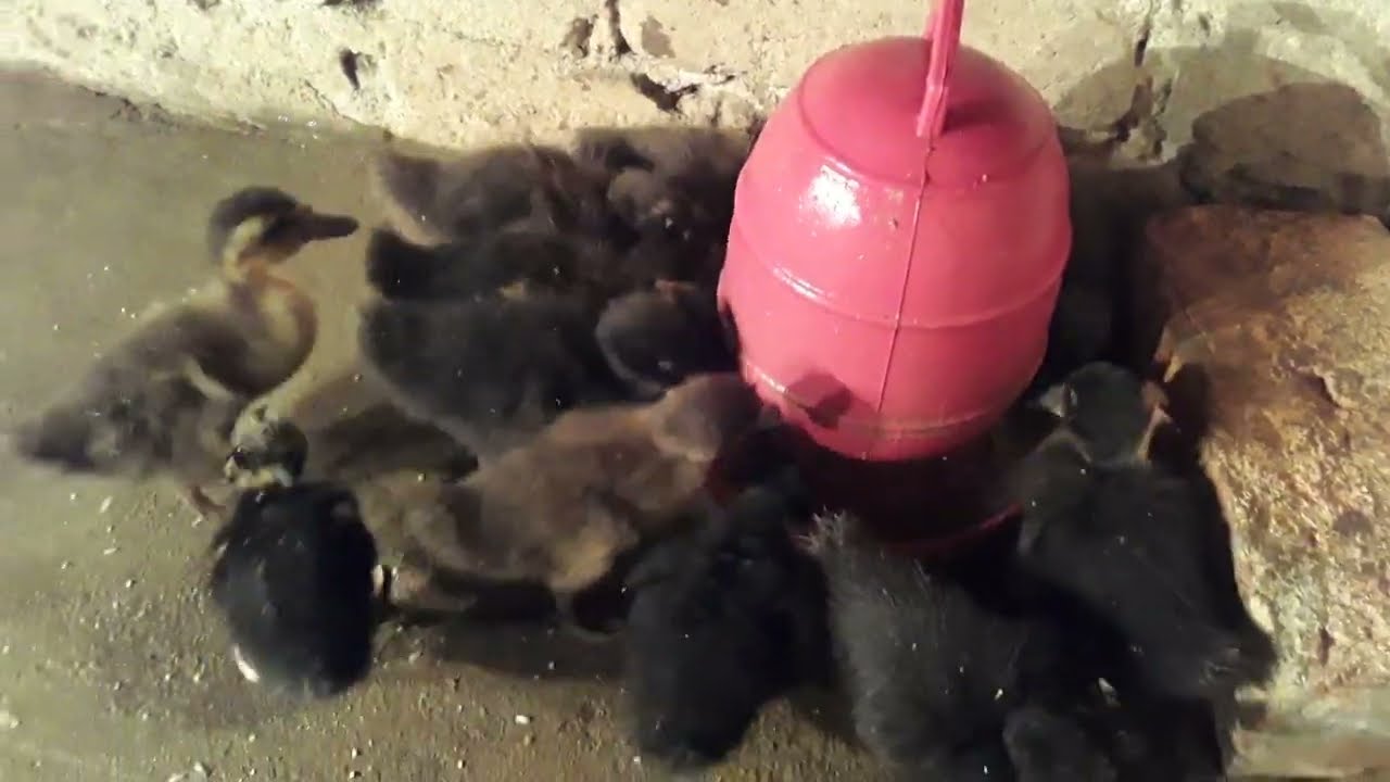 How Duck Farming make Million Eggs Duck Processing Line - Modern ...