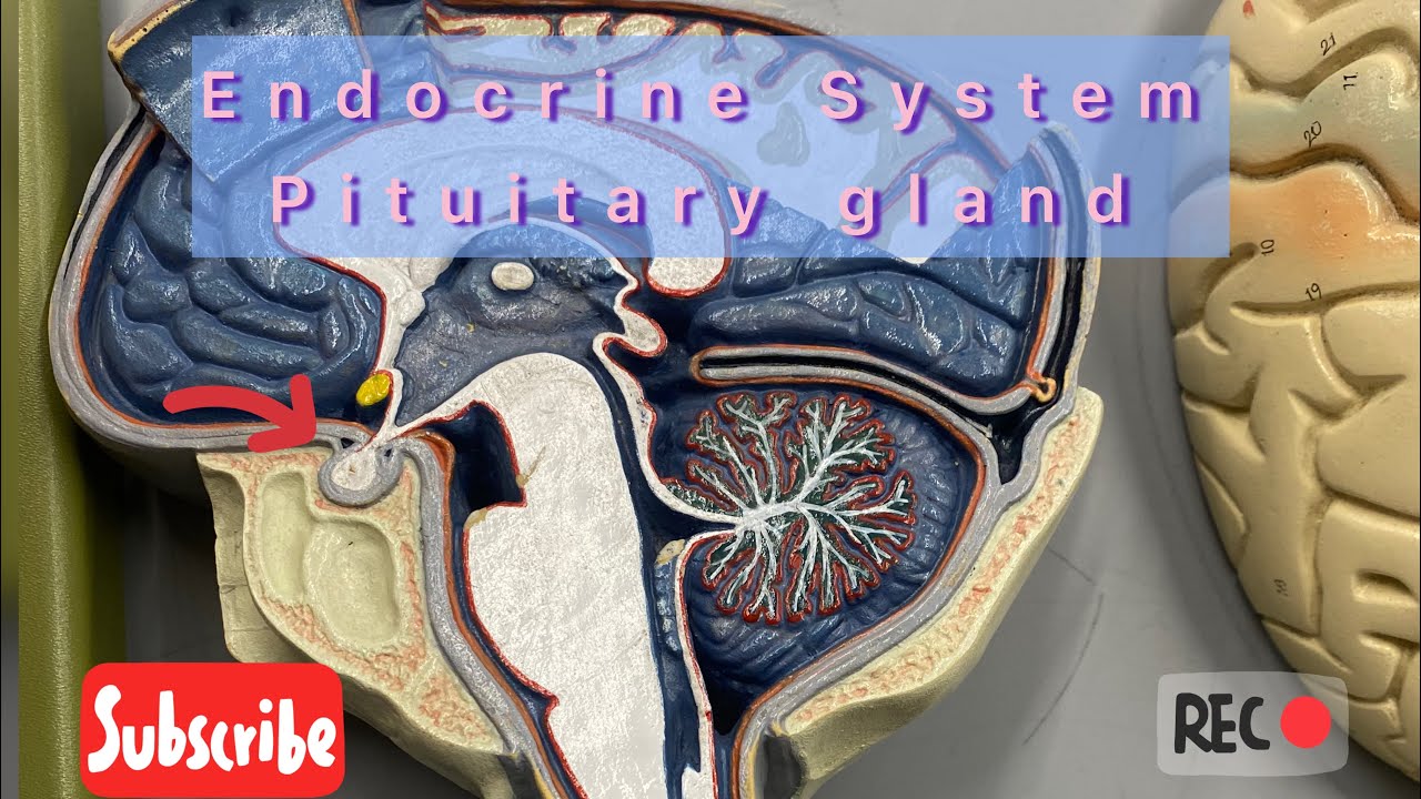 Endocrine System Part 1 (Pituitary Gland) - YouTube