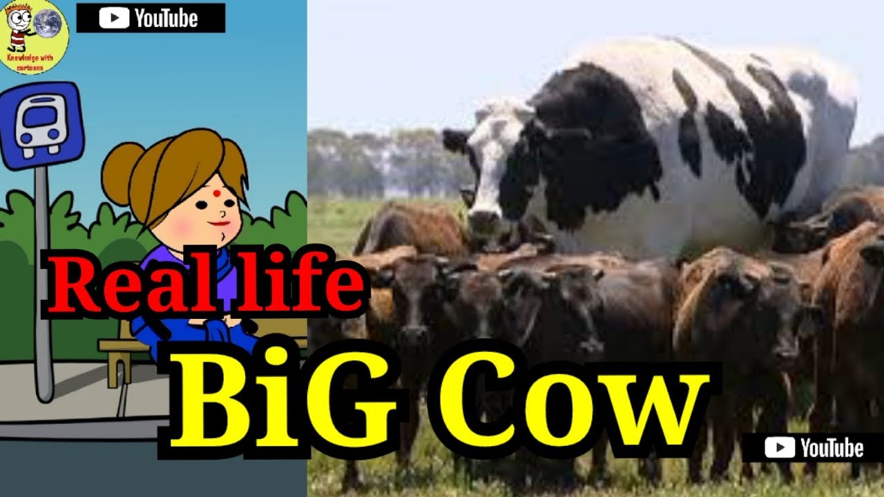 Real Life Bigger Cow | EP:02 | SUBSCRIBE | Knowledge with Cartoons ...
