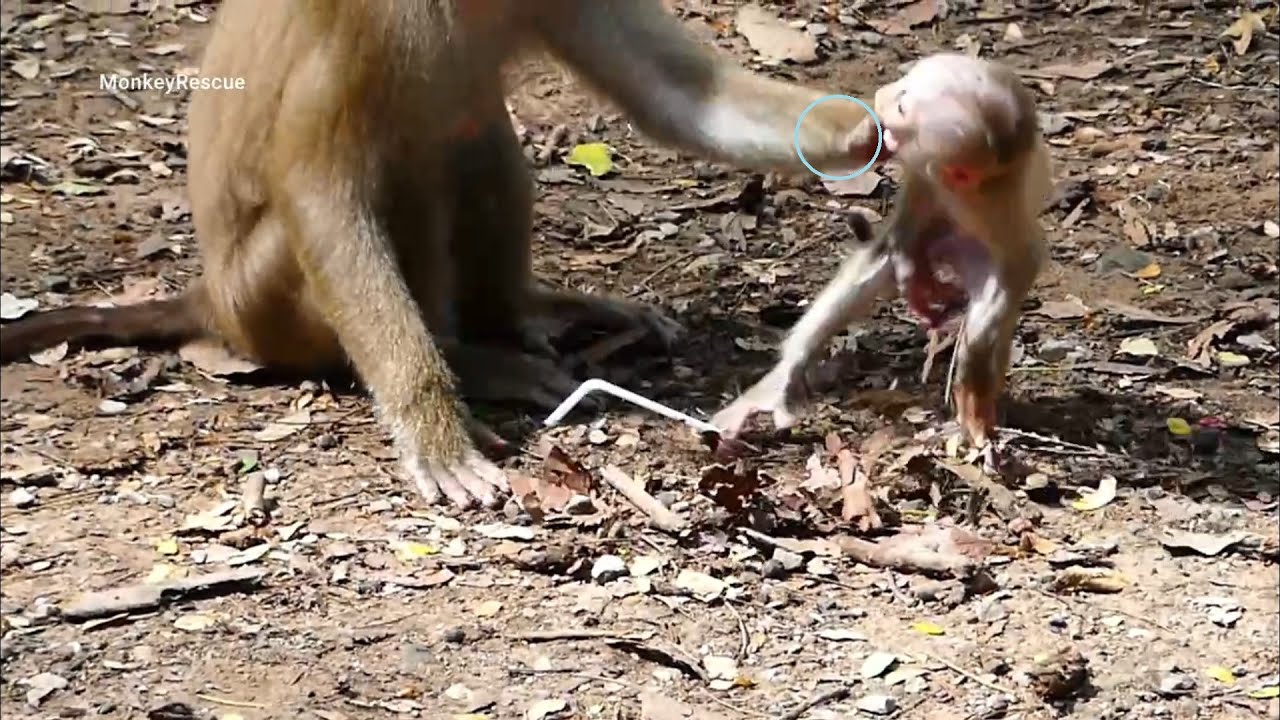 Old monkey throw little Lucy to the ground escape male monkey, Baby ...