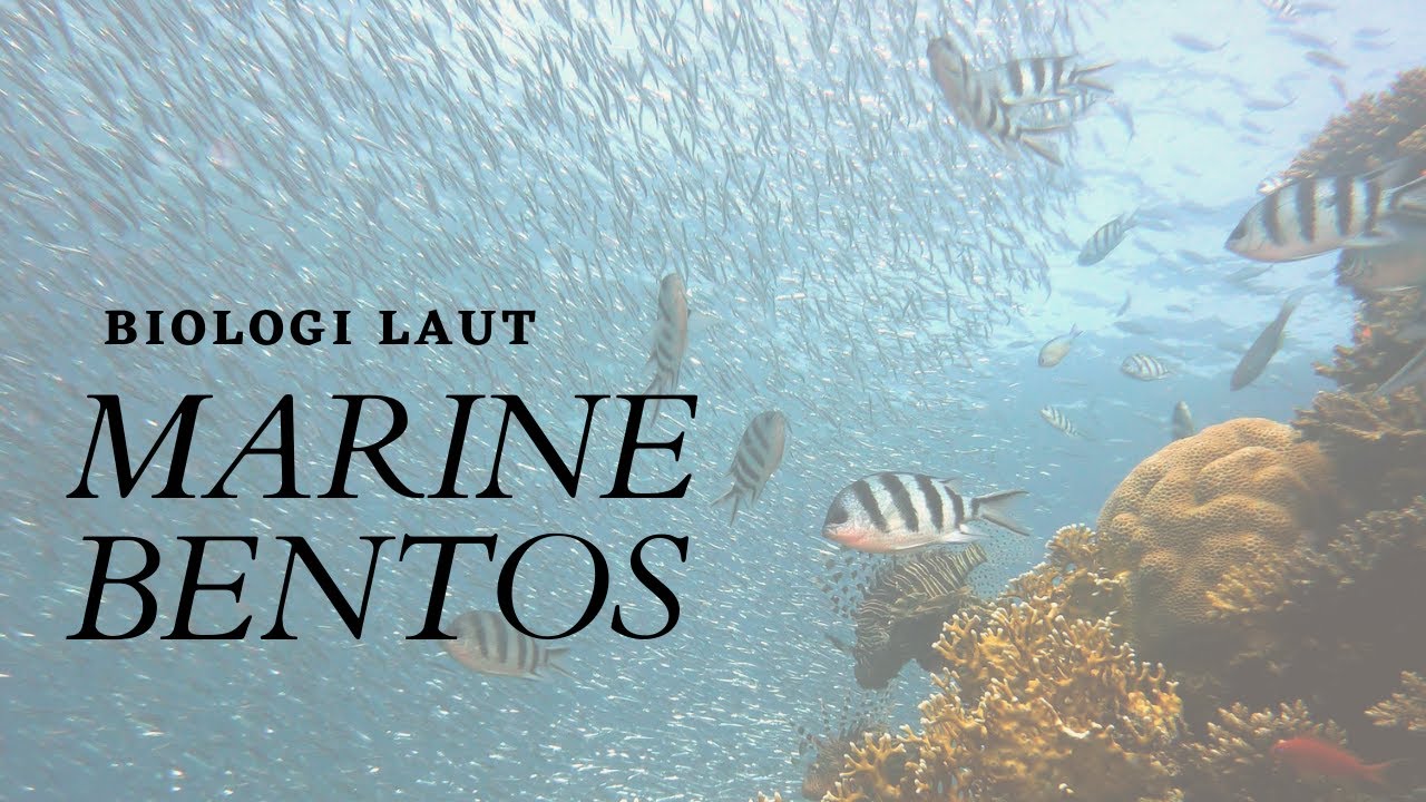 Kelompok 3 - Marine Bentos (Budidaya Perairan FPIK UB) - YouTube