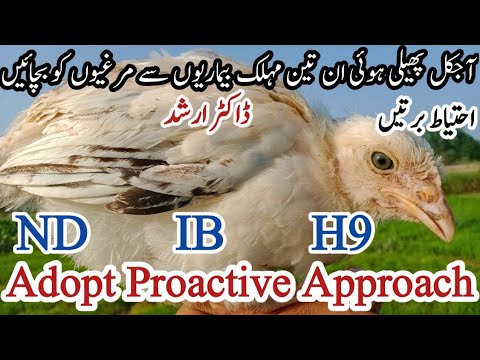 Prevention and Control of ND, IB and H9 in Poultry | Save Your Chickens ...
