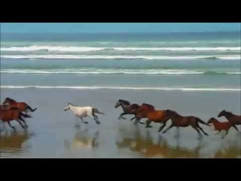 Backwards Animals - YouTube