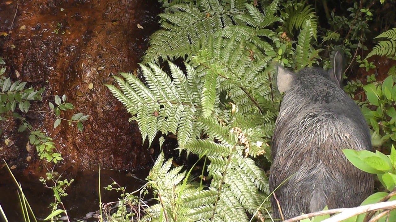 Kiwi Hillbilly Wild Boar munching at a water hole NZ - YouTube
