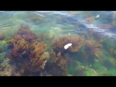 Canlı Balık Ekmek Yemek İsteyen? :-)