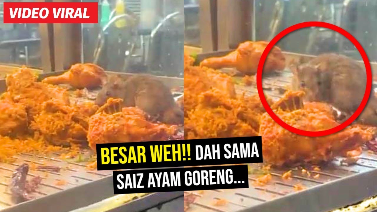 Lebih 700K Views, Video Tikus Makan Ayam Goreng Mamak Tular - YouTube