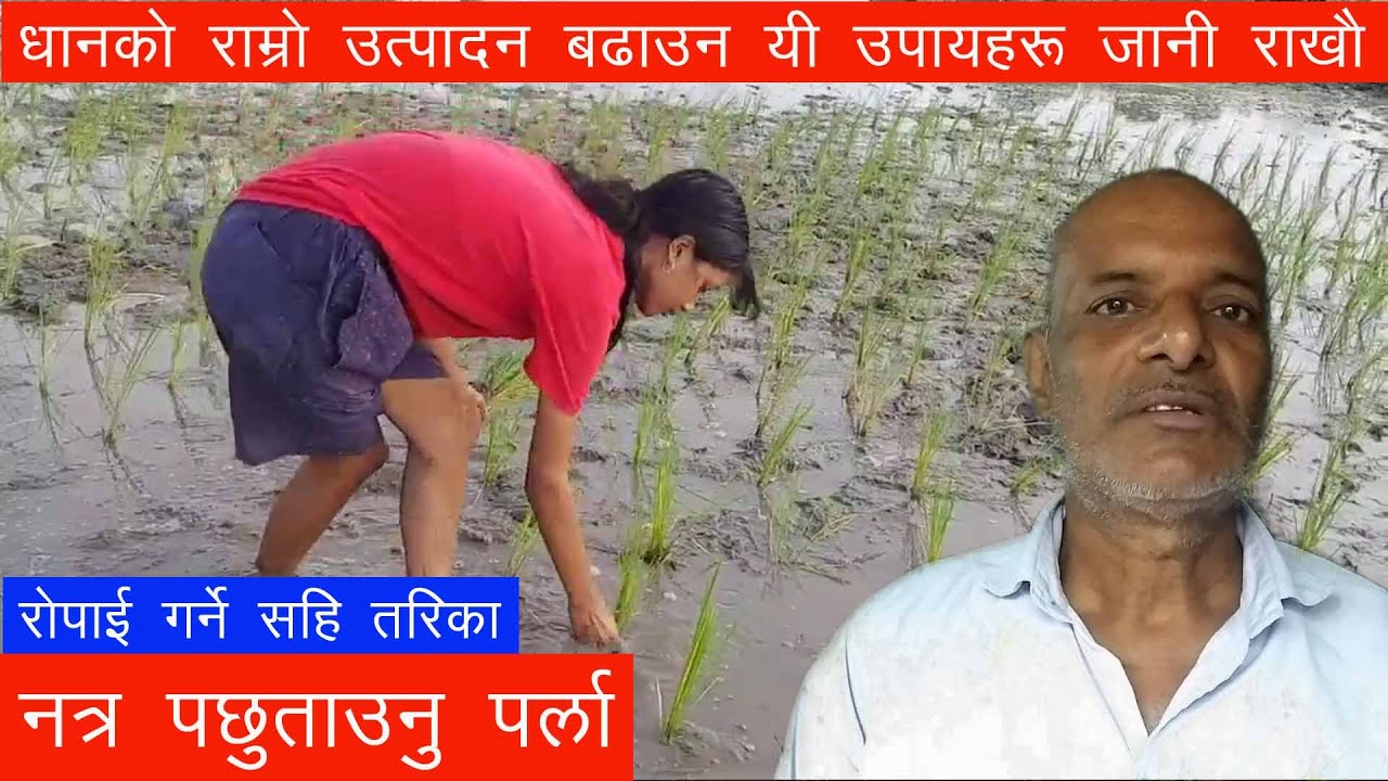 Dhan ropne sahi tarika || धानको राम्रो उत्पादन बढाउन यी तरीकाहरु जानी ...