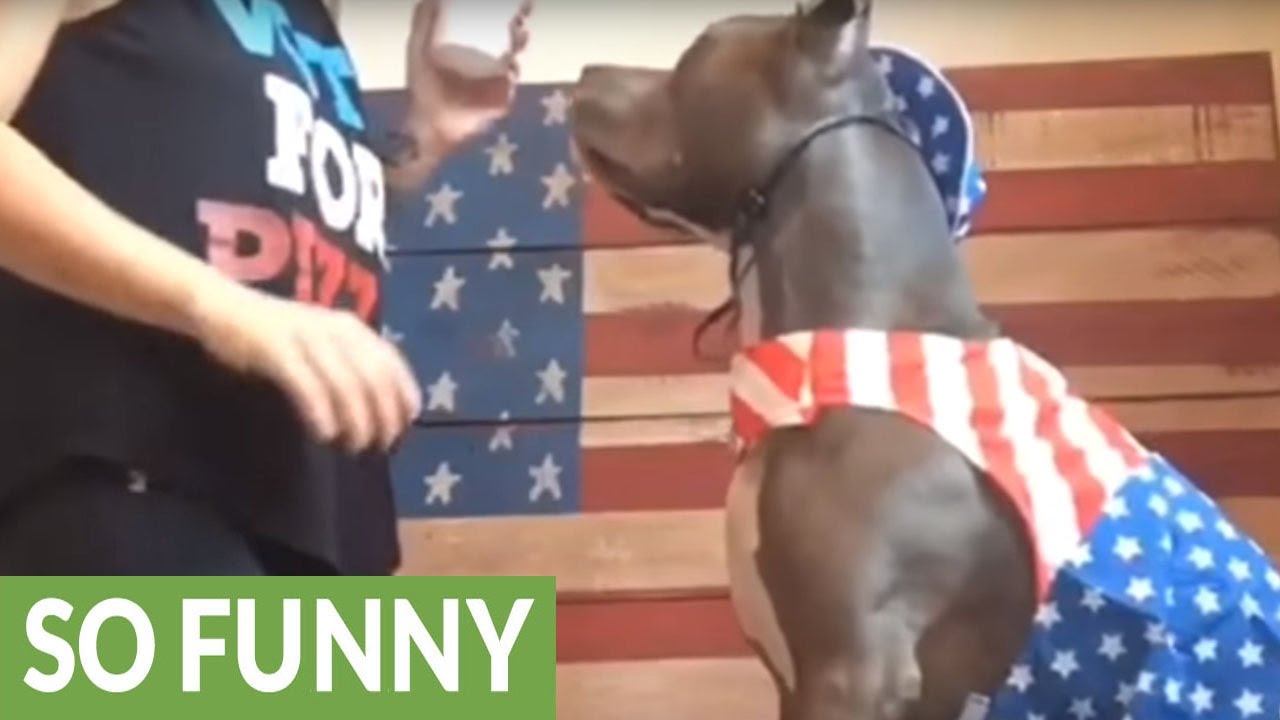 Pit Bull struggles with voting decision - YouTube
