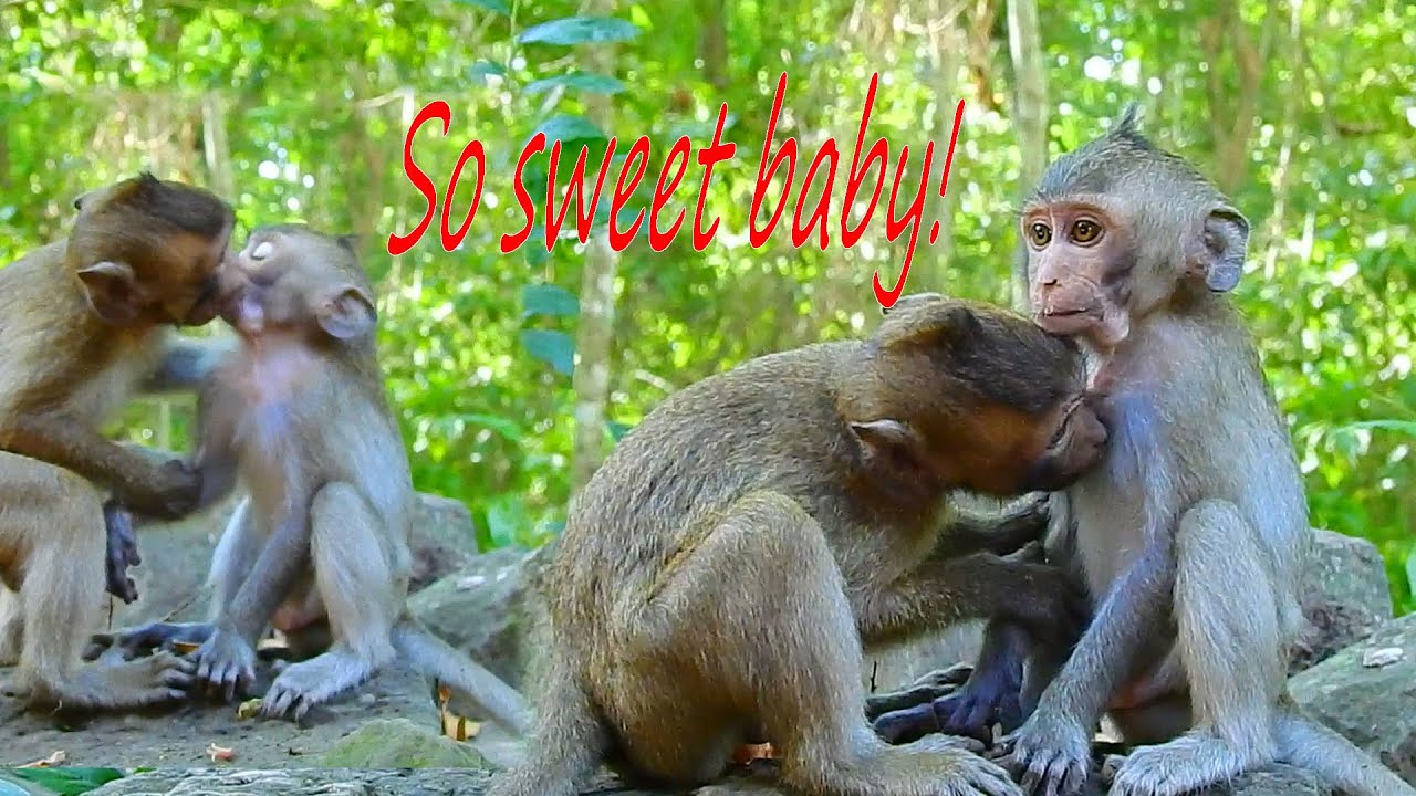 Lovely baby monkey so sweet! monkey Asha kiss tiny girl Alba! - YouTube
