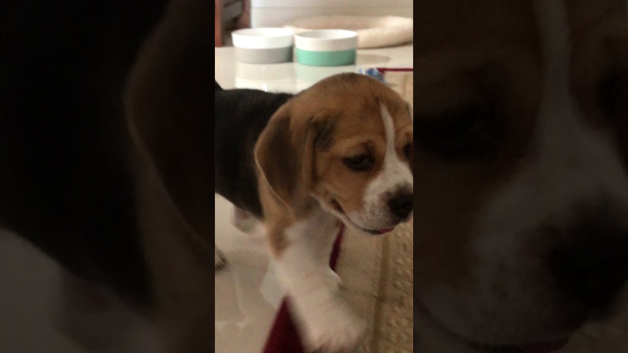 When I was 7 week old puppy - Beagle - YouTube