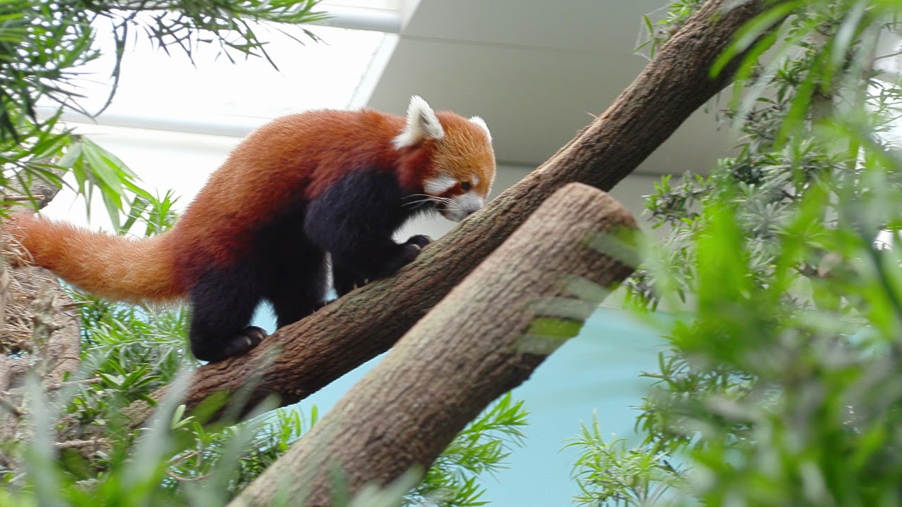 Canon XF400 footage 4K50p - Red Panda, River Safari, Singapore, 4K ...