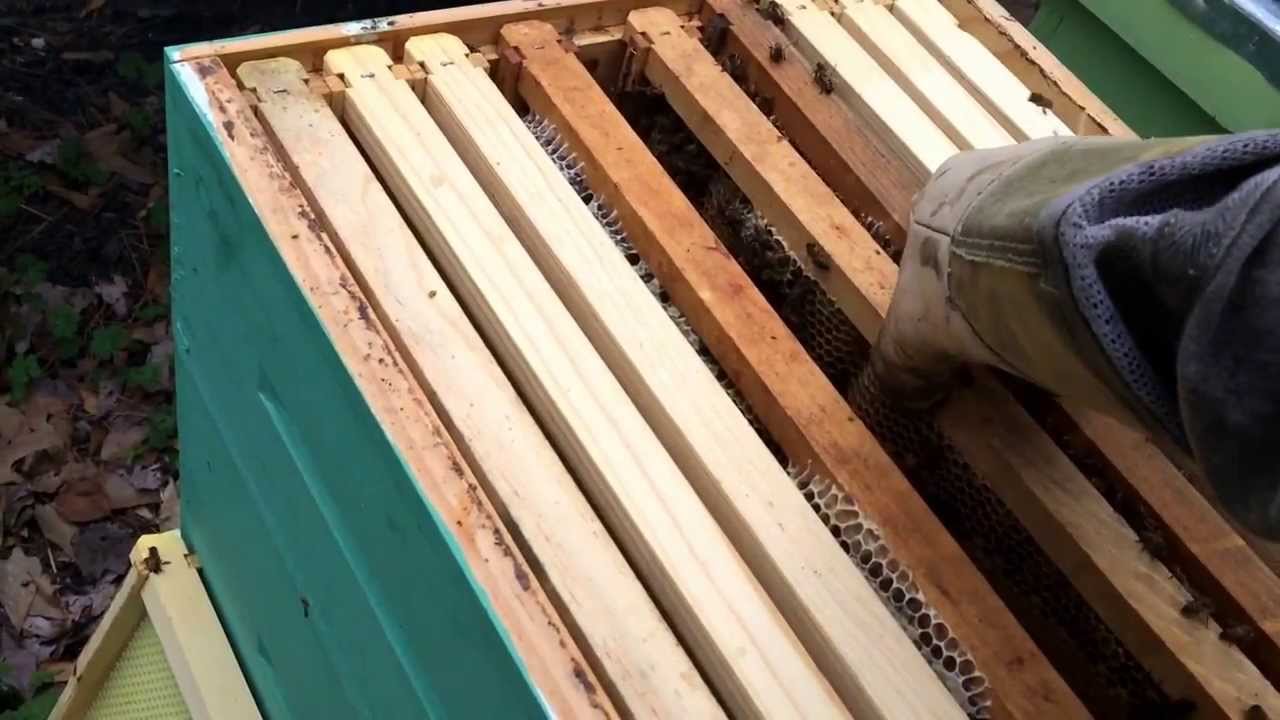 Checking the Brood Pattern in Winter - YouTube