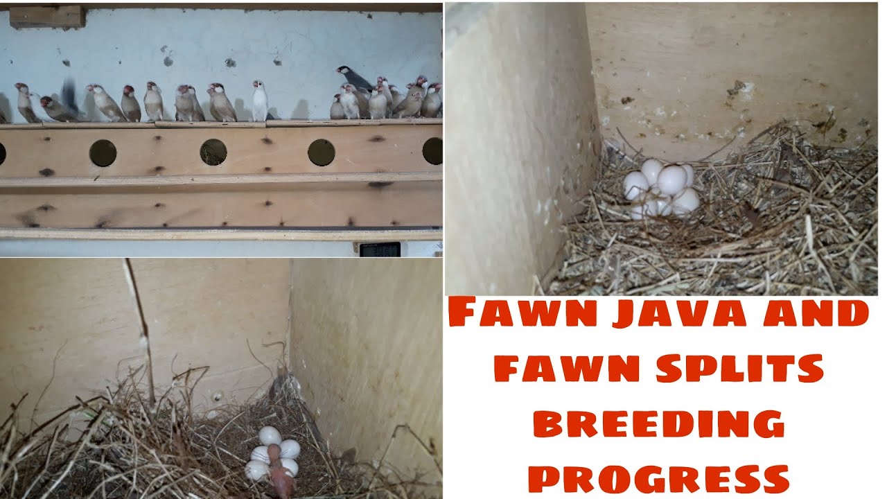 Fawn Java Breeding Progress | Splits Fawn Java Progress | Best Result ...