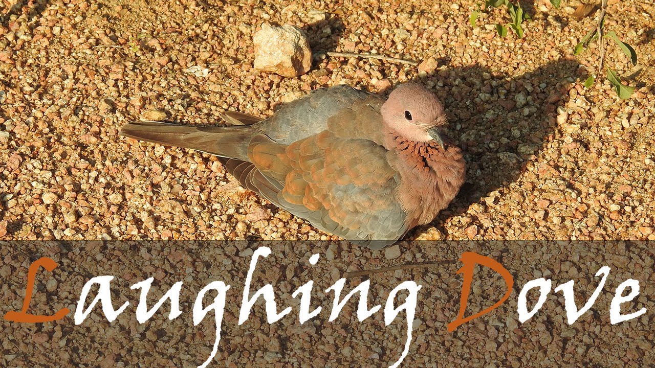 Laughing Dove Bird Call & Video - Laughing Dove Sound & Song - Common ...