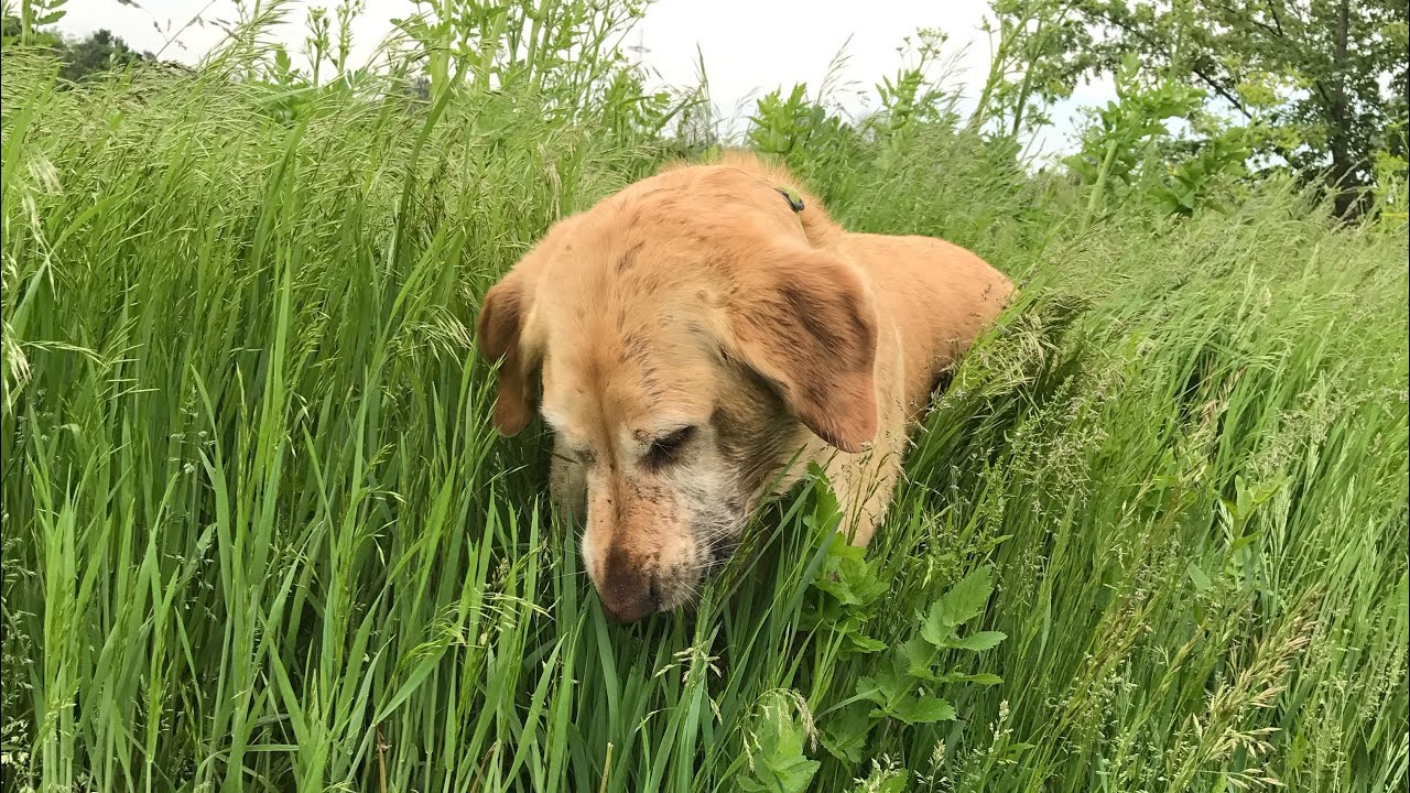 Baby Gumbo (Georgie) Walks in the Woods - YouTube