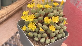 1st Conophytum Tour for 2024!!