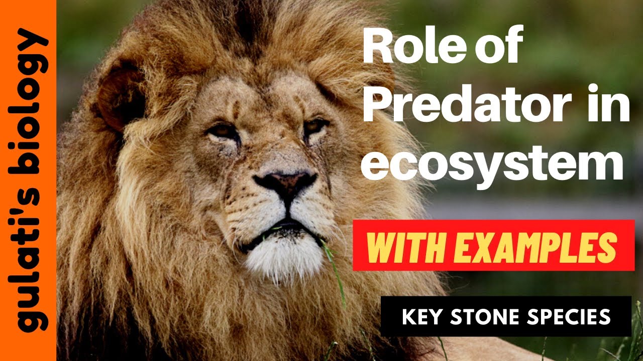 Role of predation in Nature - YouTube