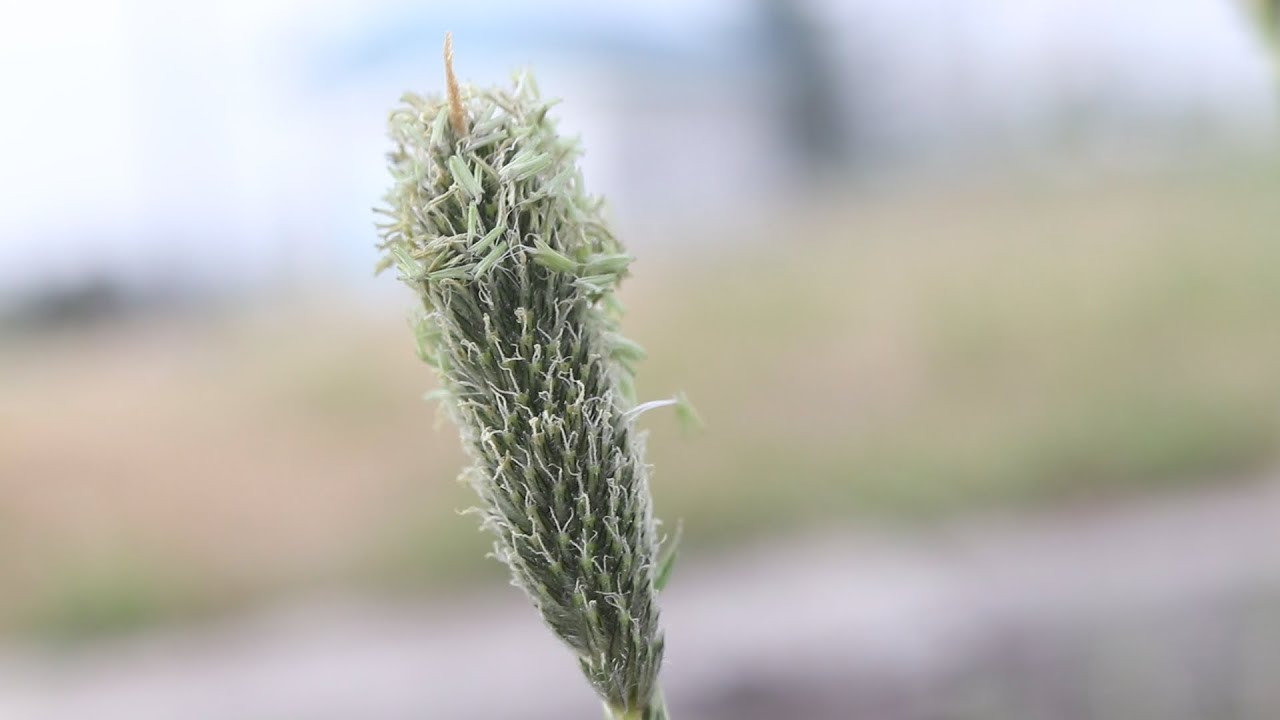 TIMOTHY GRASS (Phleum pratense) - YouTube