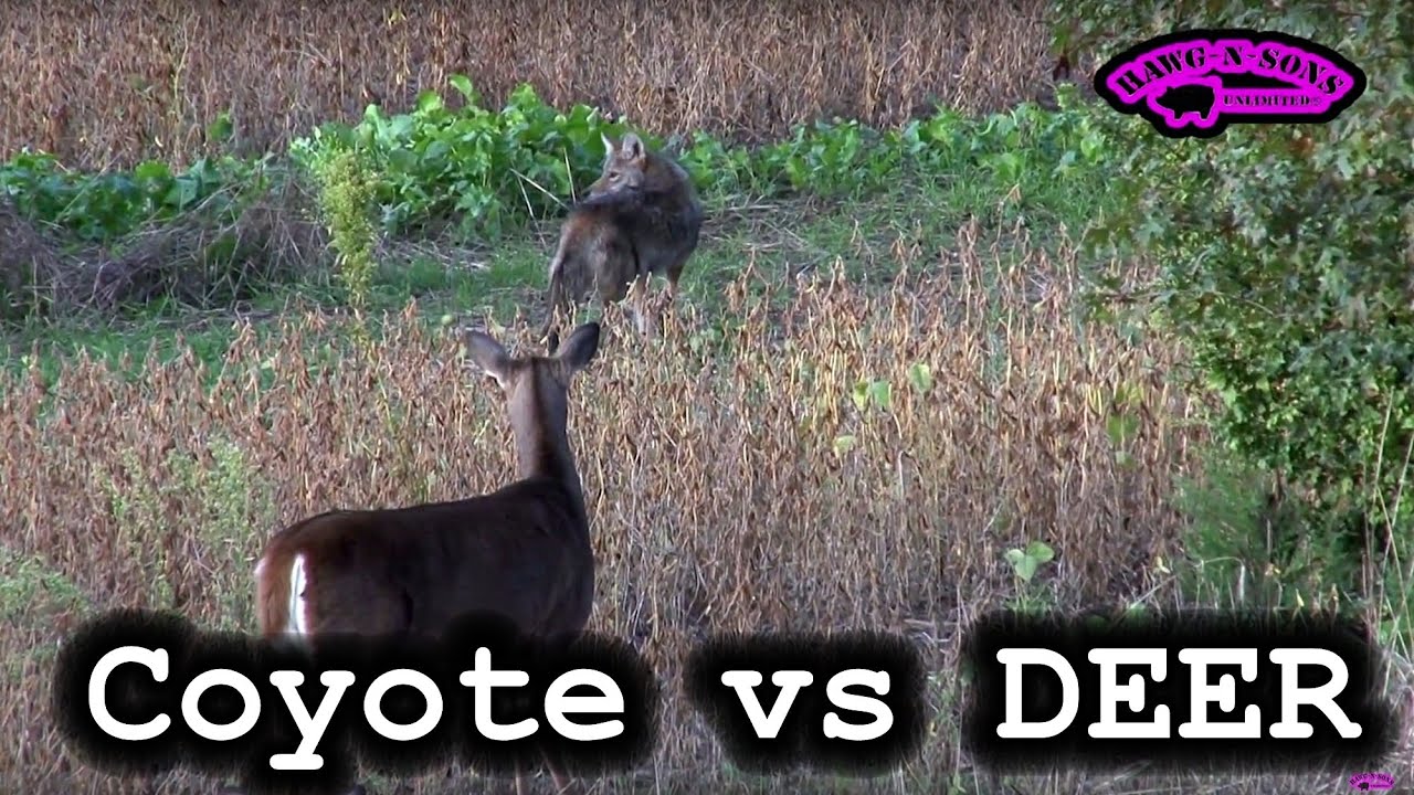 DEER vs COYOTE EPIC StandOff - Brush Wolf Hunting Alpha Doe and Fawns ...
