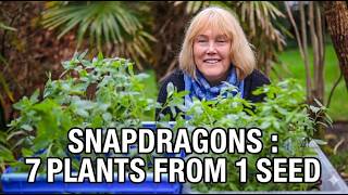 Snapdragons : 7 Plants from 1 Seed || Pinching & Propagating