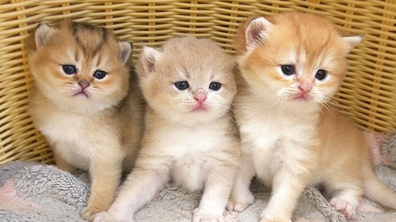 Images Of Cute Kittens