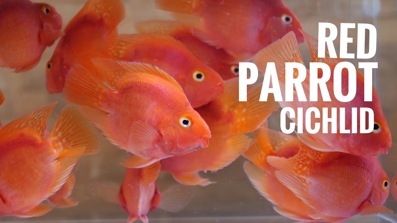 Red parrot cichlid fish - YouTube