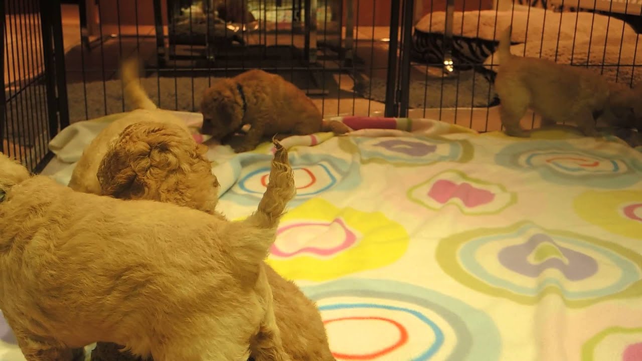 F2 Miniature Labradoodle Puppies (4 weeks Old) - YouTube