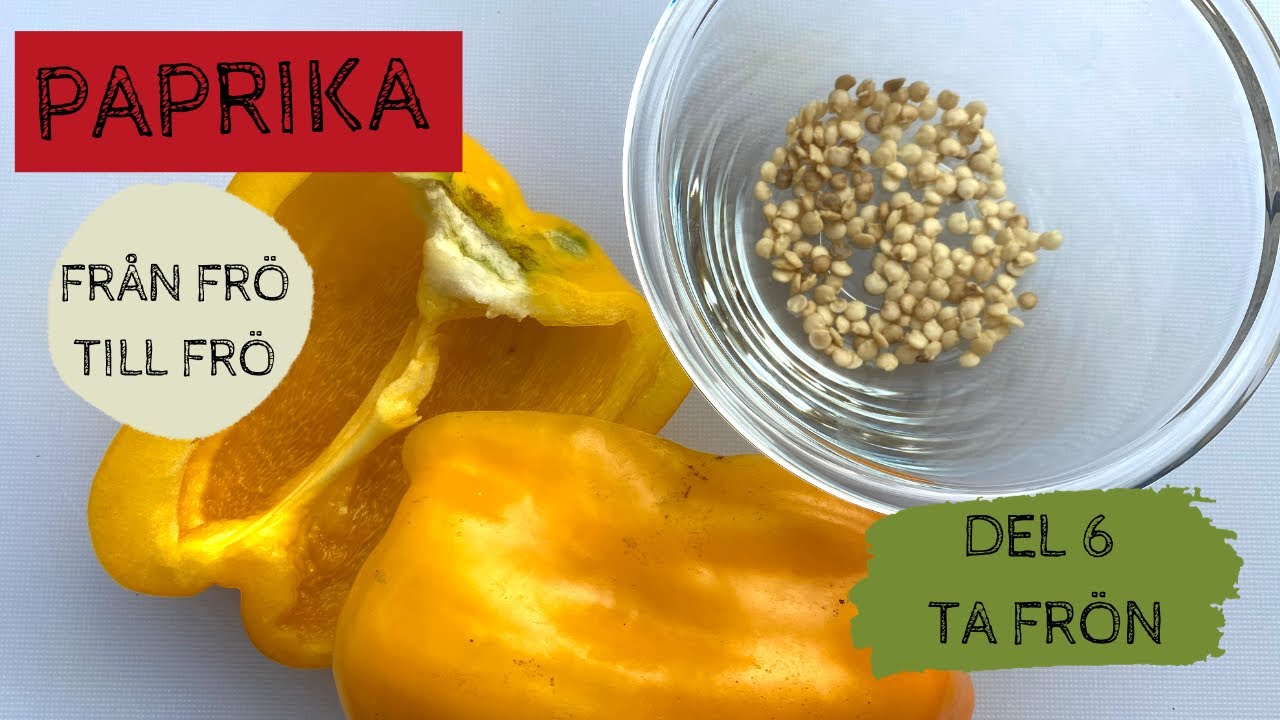 PAPRIKA - Från frö till frö - Del 6: Ta frön - YouTube