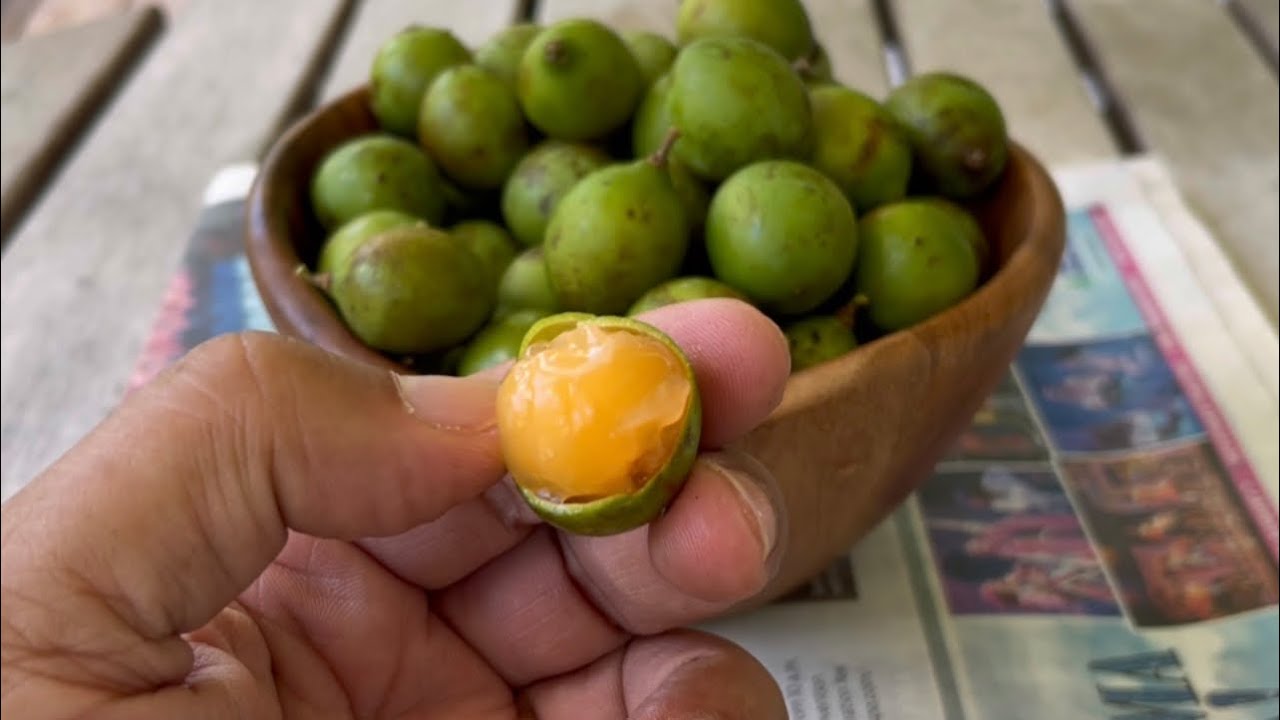 How to Eat Quenepas [Spanish Lime or Mamoncillos] - YouTube