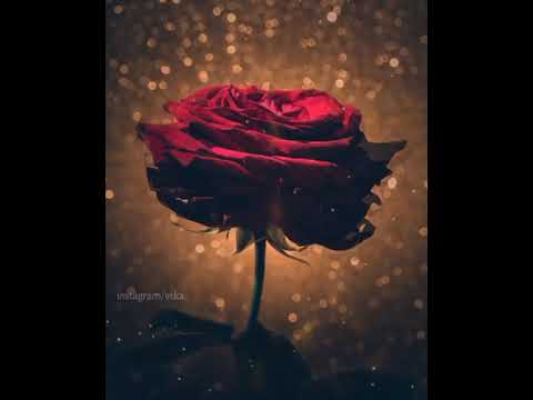 Fon müzikleri, Al Fasad- Steven Al Baghdadi