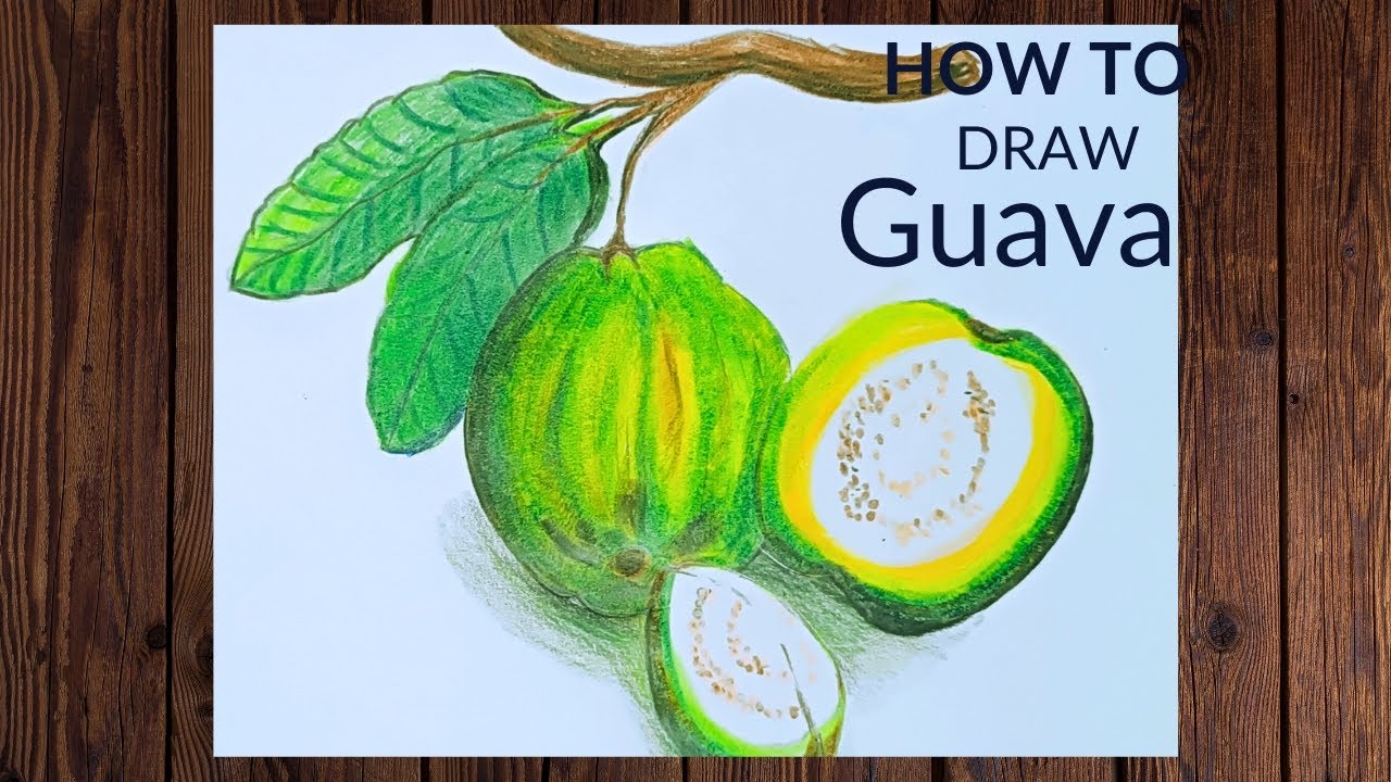 Very Easy Guava Drawing in Pencil colour (How to draw step by step ...