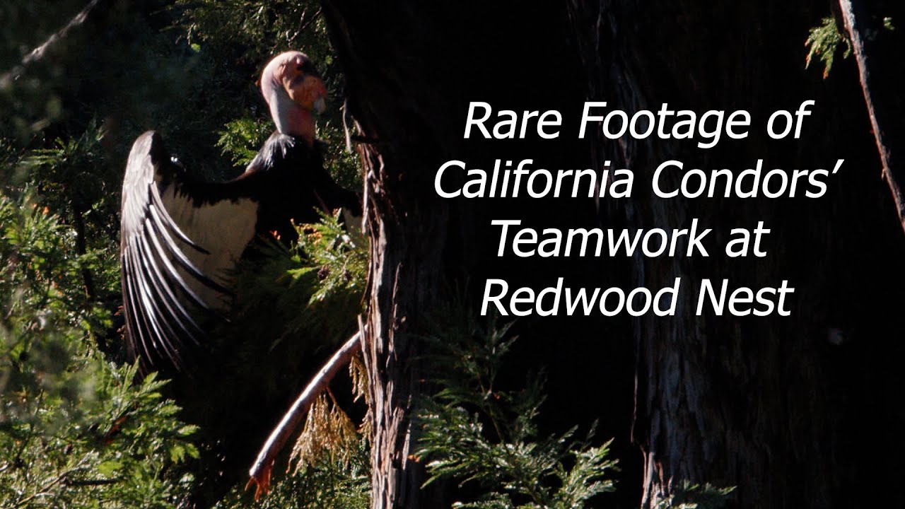 Rare Footage of Endangered California Condors' Teamwork at Redwood Nest ...