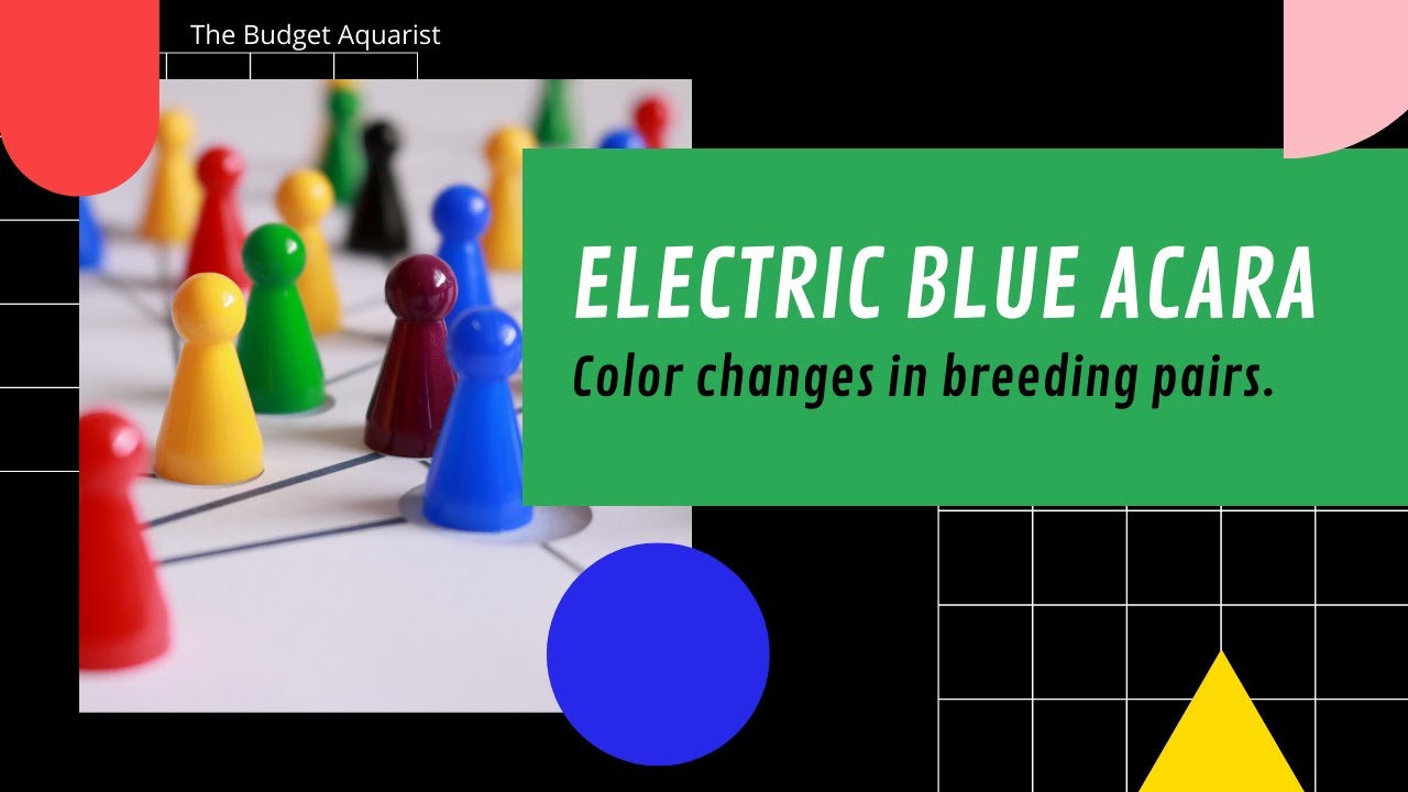 Great Color Change In Breeding Acaras - YouTube