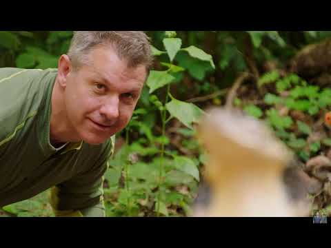 kobrabhayvan gücü kral kobra vs hint kobrası