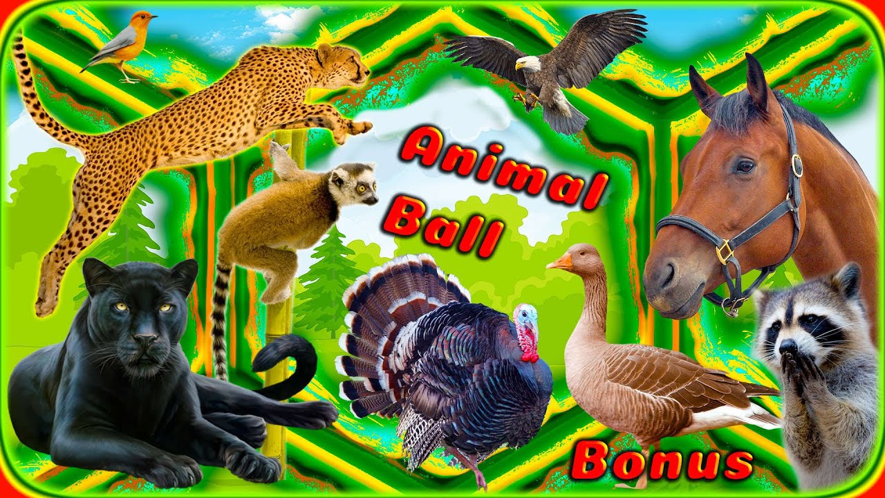 Animal Ball • Beautiful Animals • Animal Sounds - YouTube