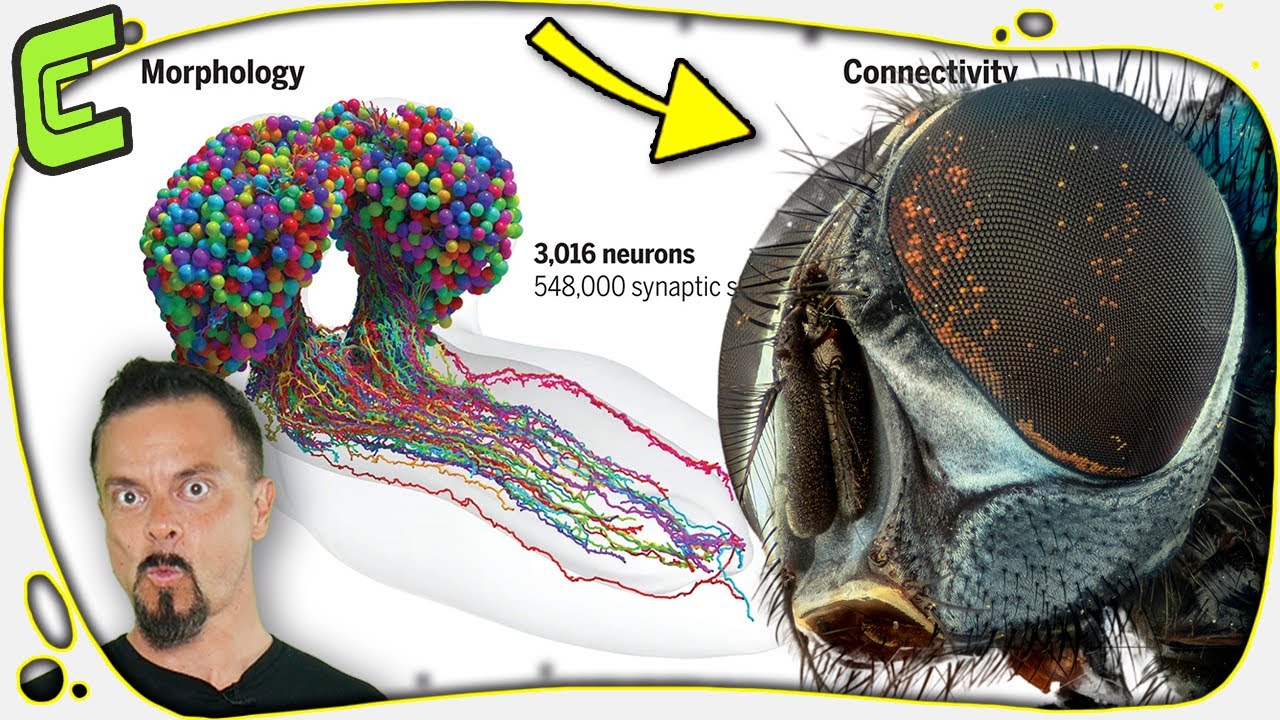 🔥 ¡Hito Científico! Mapean el cerebro de un insecto con un detalle sin ...
